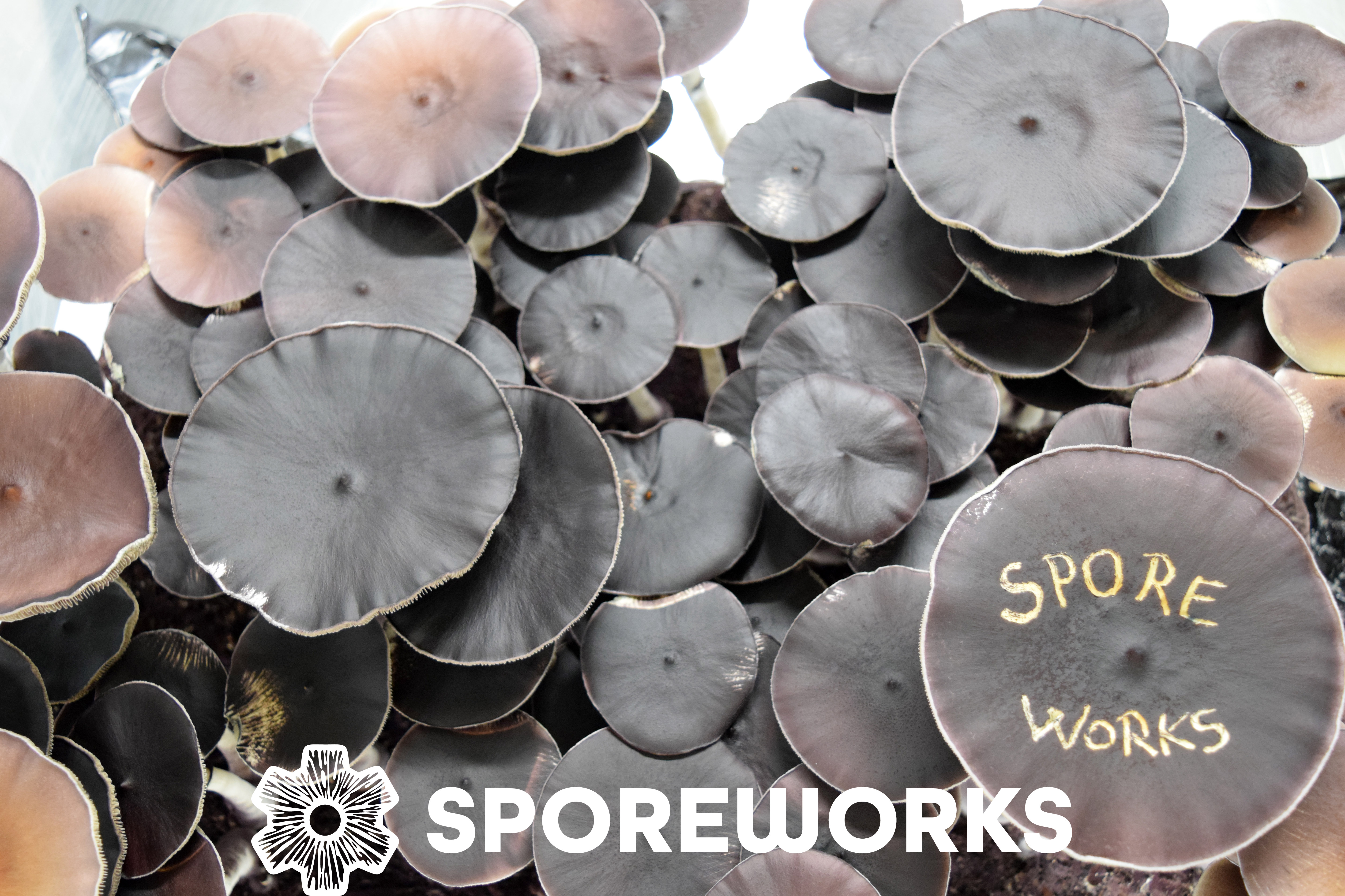 Sporeworks.com